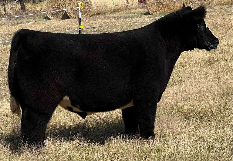 TAG 25 STEER - SteerBidder