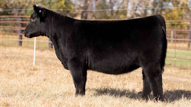 TAG 7 - MAINE ANGUS HEIFER - SteerBidder