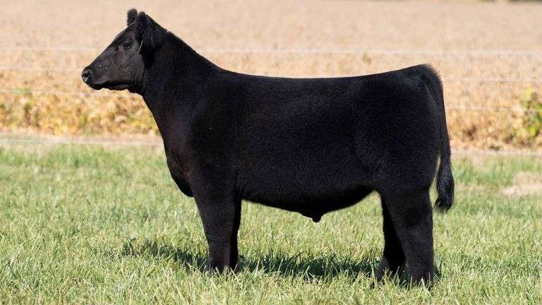 TAG 13 STEER - SteerBidder