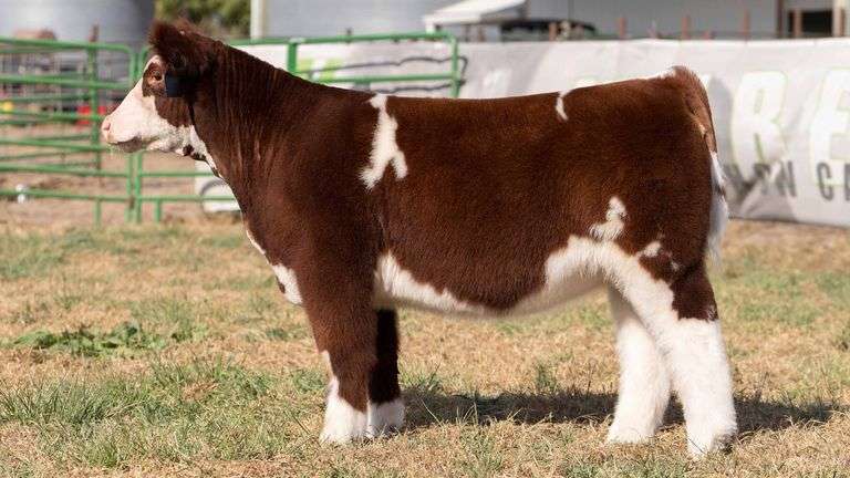 TAG 4 HEIFER - SteerBidder