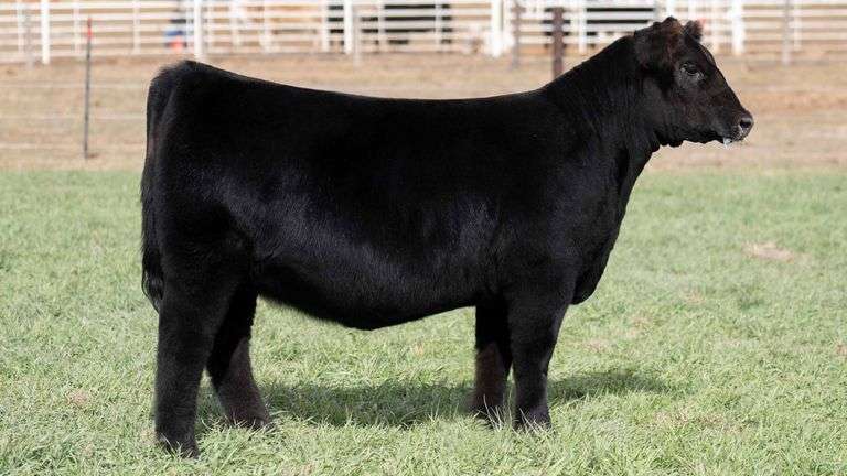 TAG 34 - ANGUS HEIFER - SteerBidder