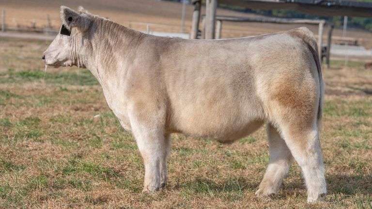 TAG 1 STEER - SteerBidder