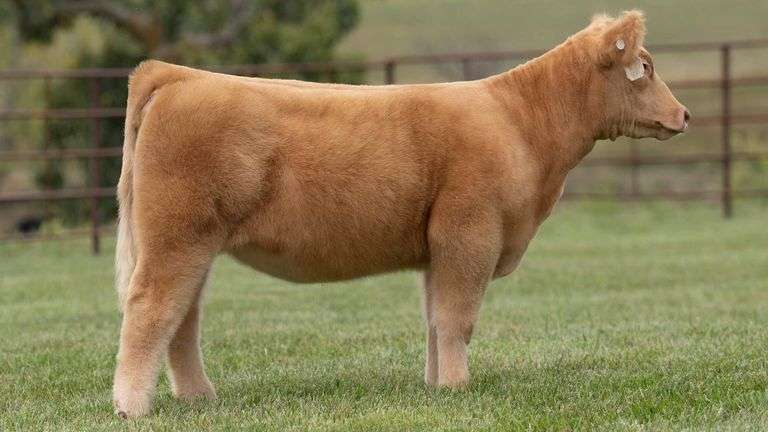 TAG 13 HEIFER - SteerBidder