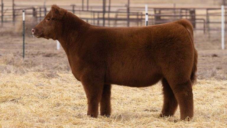 TAG 191 STEER - SteerBidder