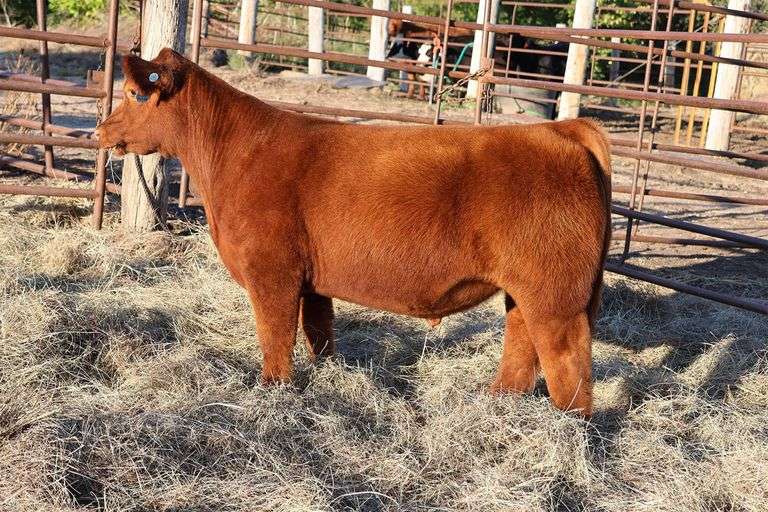 TAG 7 STEER - SteerBidder