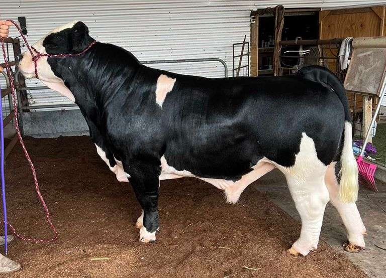 LOT 17 - DUELM SAM SEXED MALE SEMEN - SteerBidder