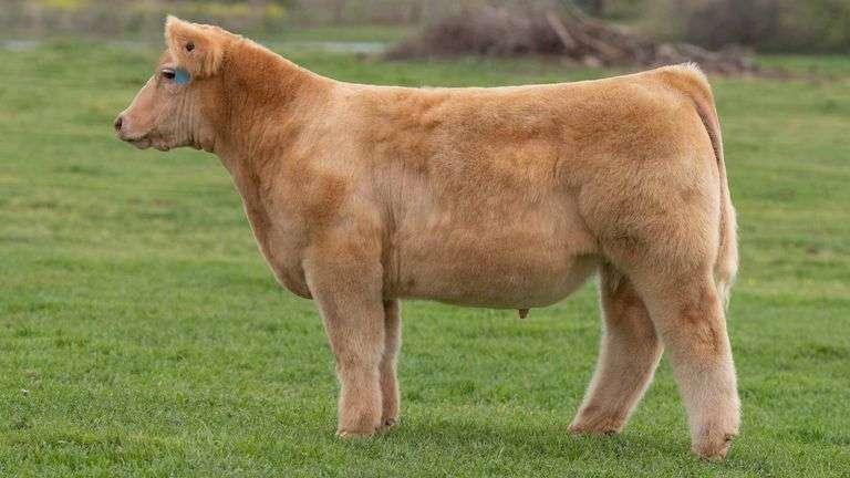 TAG 320 STEER - SteerBidder