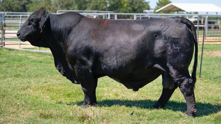 DYNO SEMEN - SteerBidder