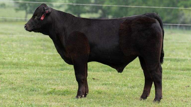 TAG 37 BULL/STEER - SteerBidder