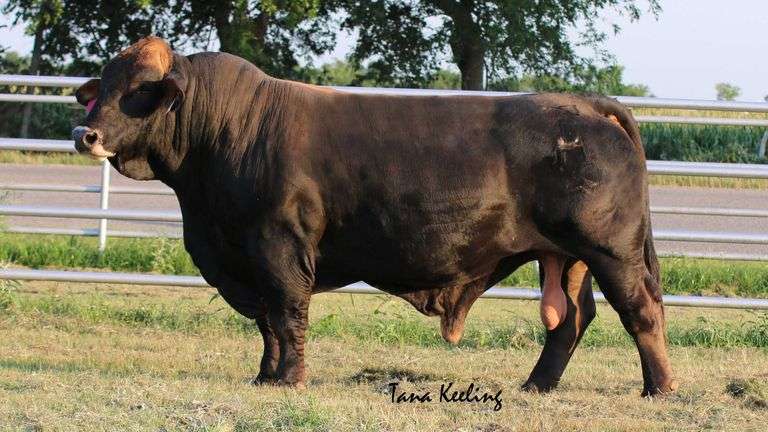 AMERICAN MADE SEMEN - SteerBidder