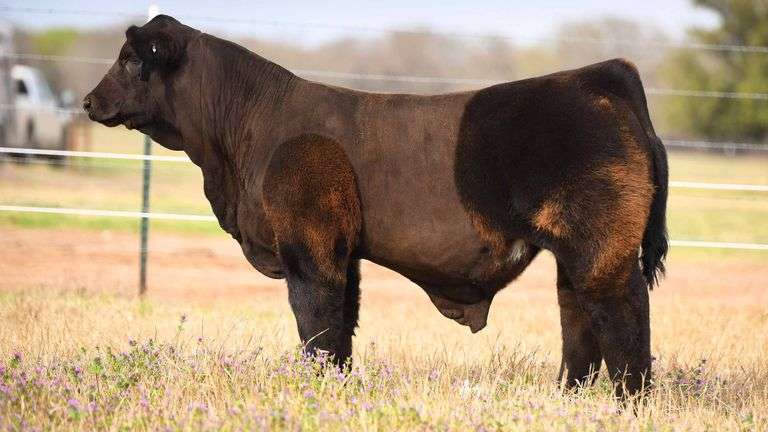 TAG 4 STEER - SteerBidder