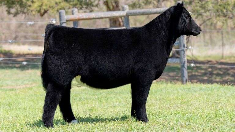 TAG 1 HEIFER - SteerBidder