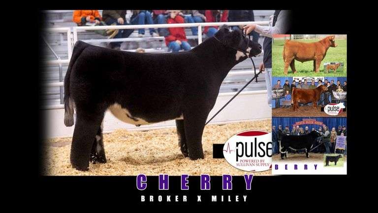 IGWT X CHERRY EMBRYOS - SteerBidder