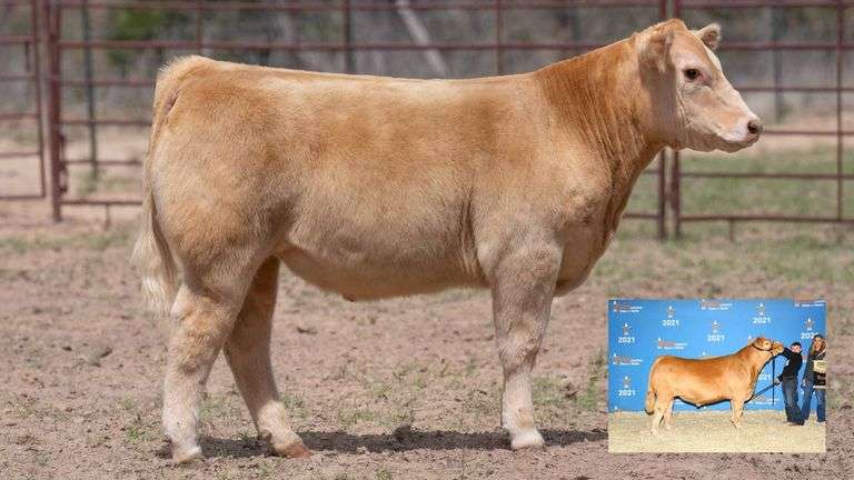 TAG IGWT X YWF STEER - SteerBidder