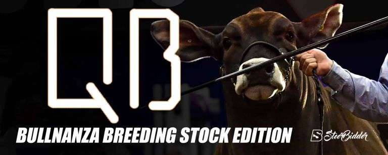 10/15/2023 QB CATTLE - BULLNANZA BREEDING STOCK EDITION - SteerBidder