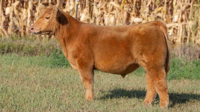 TAG 1 STEER - SteerBidder