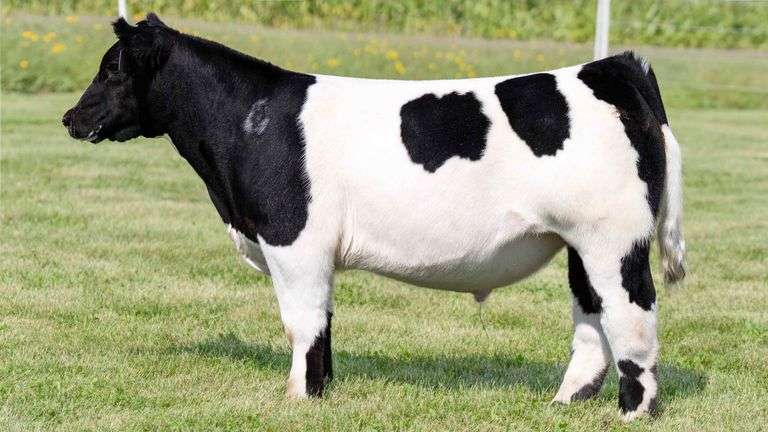 TAG 8 STEER - SteerBidder