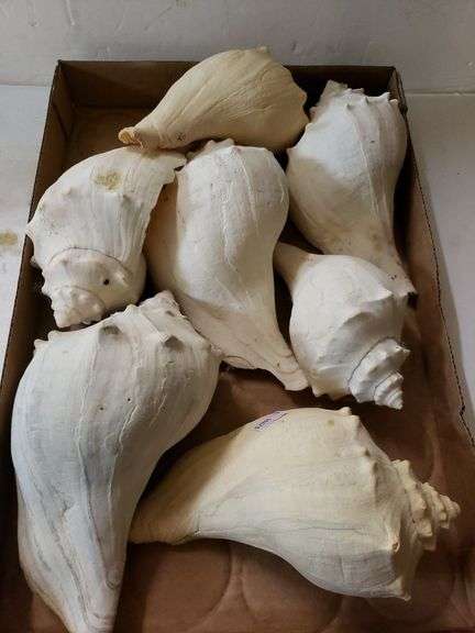 Assorted Conch Shells - Trice Auctions