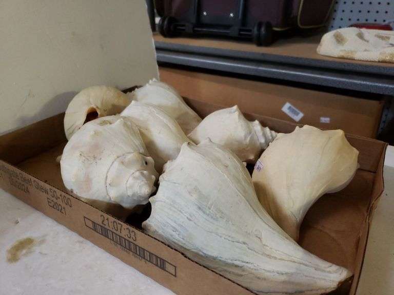 Assorted Conch Shells - Trice Auctions
