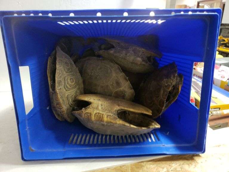 Turtle Shells? - Trice Auctions