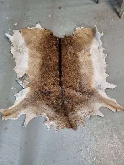 Deer Hide - Tullochs Auctions