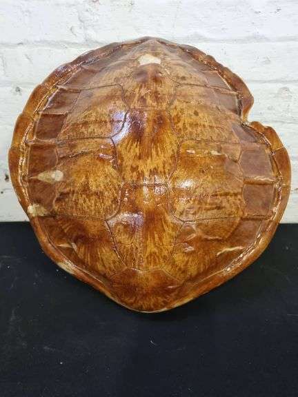 Vintage Turtle Shell - Tullochs Auctions