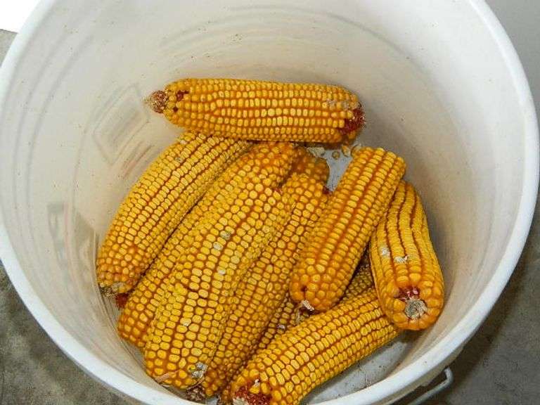 Bird Seed & Corn - Wolfe Auction & Realty, LLC