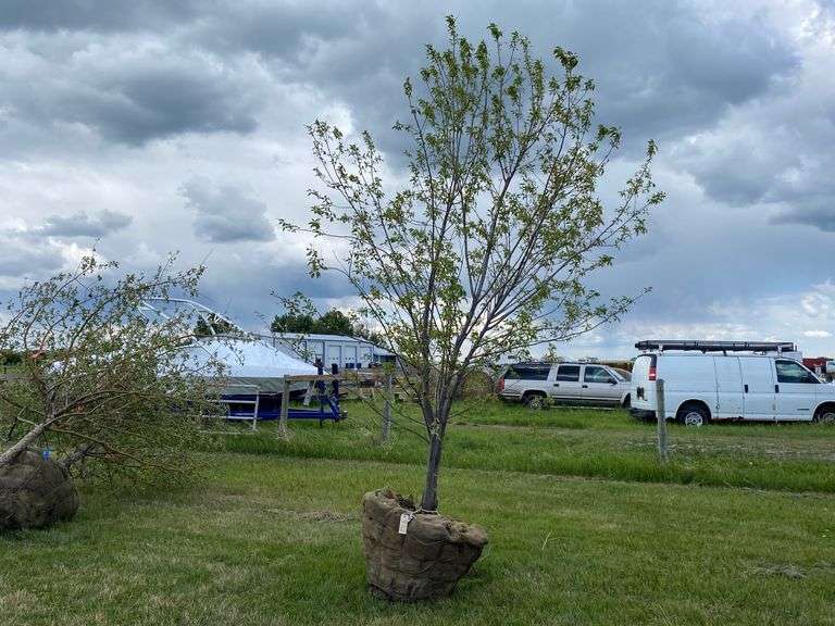 MAYDAY TREE, Approx. 70mm - Wild Rose Auction Services