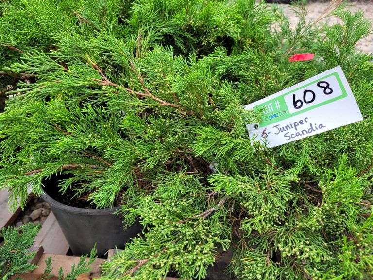 Juniper - Scandia - Yorkton Auction Centre