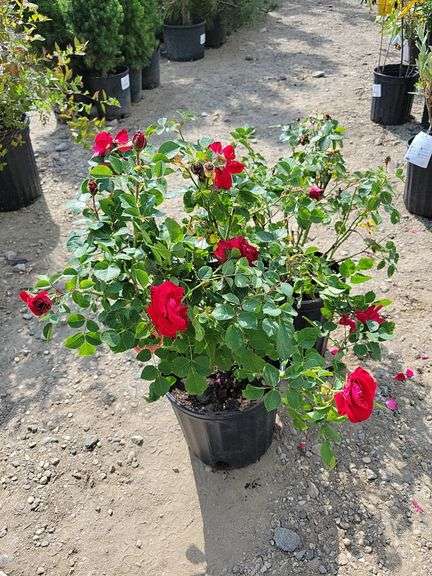 August Tree and Shrub Auction - Yorkton Auction Centre