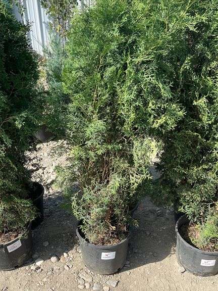 2 - Cedar - Brandon Pyramid - Yorkton Auction Centre