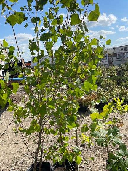 4 - Poplar - Prairie Sky - Yorkton Auction Centre