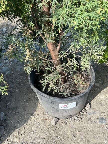 1 - Cedar - Brandon Pyramid - Yorkton Auction Centre