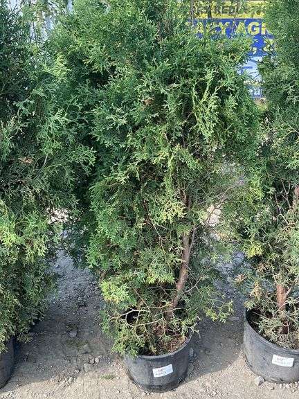 2 - Cedar - Brandon Pyramid - Yorkton Auction Centre