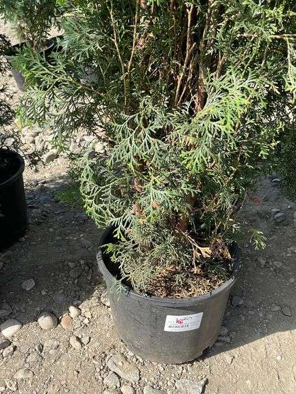 2 - Cedar - Brandon Pyramid - Yorkton Auction Centre