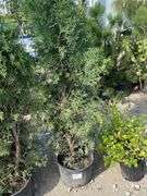 1 - Cedar - Brandon Pyramid - Yorkton Auction Centre